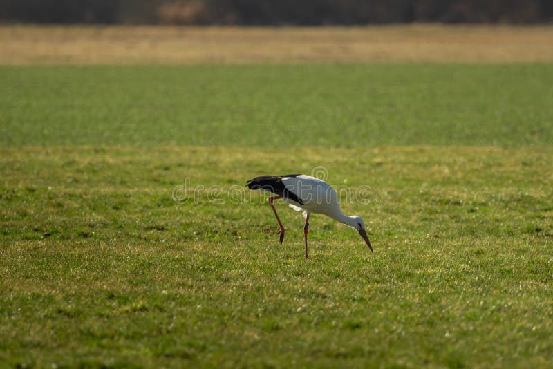 One Stork Run Across the Green Meadow Stock Image - Image of black ...