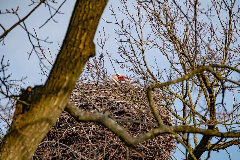 One Stork in Their Nest, in the Spring Months, Headshot of the Stork ...