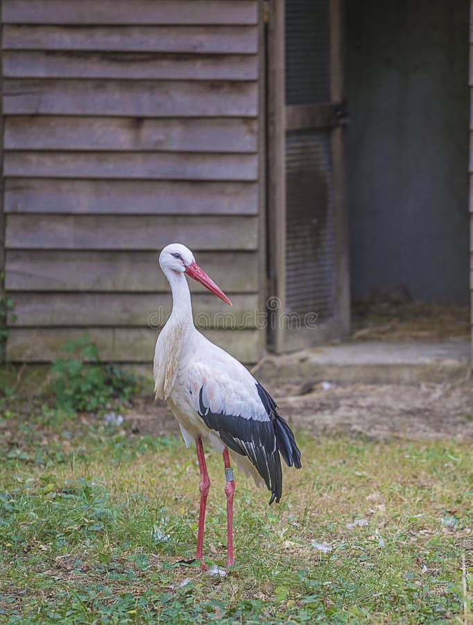 One stork in the zoo stock image. Image of vertical - 125577401