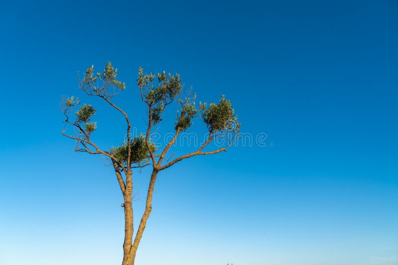 Straggly Branches Lichen Coversed Making and Untidy Nature Pattern ...