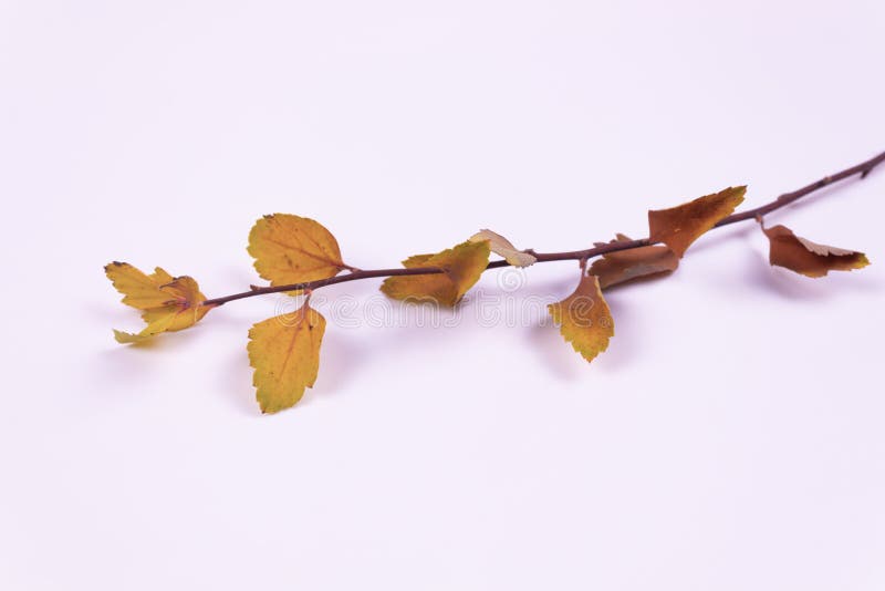 One Straight Branch with Yellowed Leaves Lies on a White Surface Stock ...