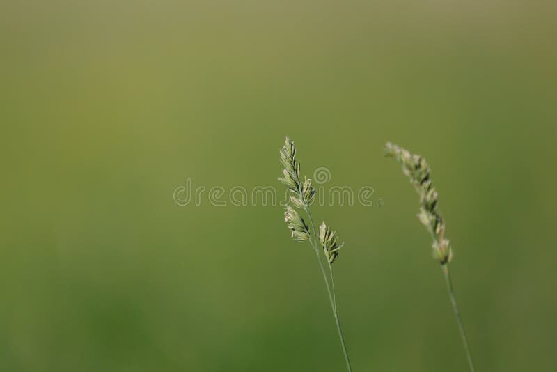One strand of grass stock image. Image of abstract, grass - 75941913