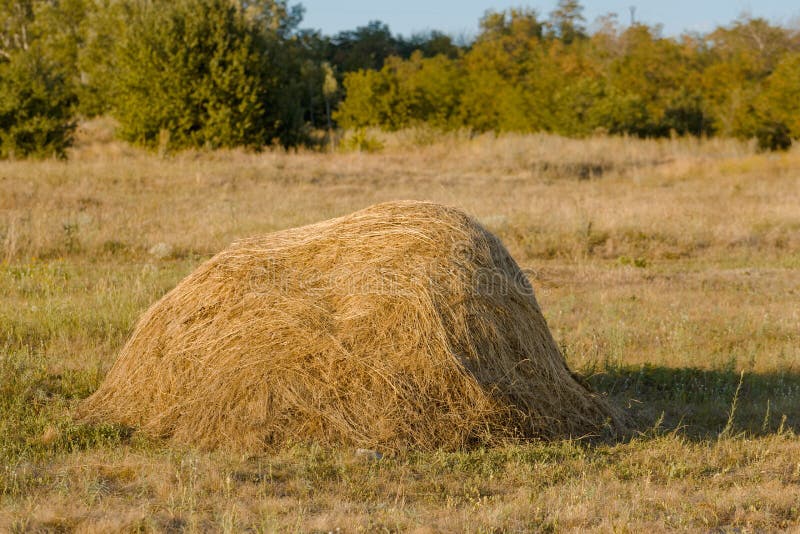 One Straw Stack. Photo Close-up in Summer Stock Photo - Image of ...