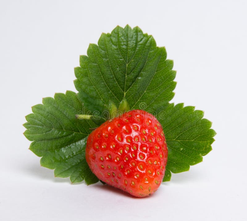 One strawberry stock image. Image of plant, fresh, food - 59706305