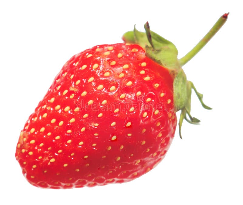 Is one strawberry isolated stock photo. Image of isolated - 59680392