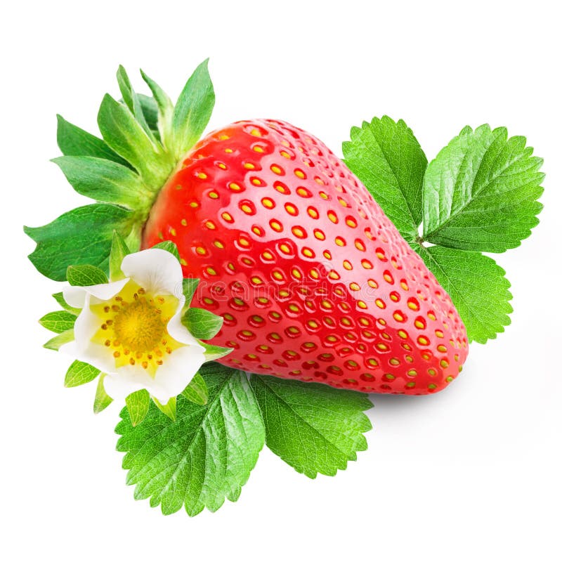 One Strawberry with Leaves and Flower Stock Image - Image of flower ...