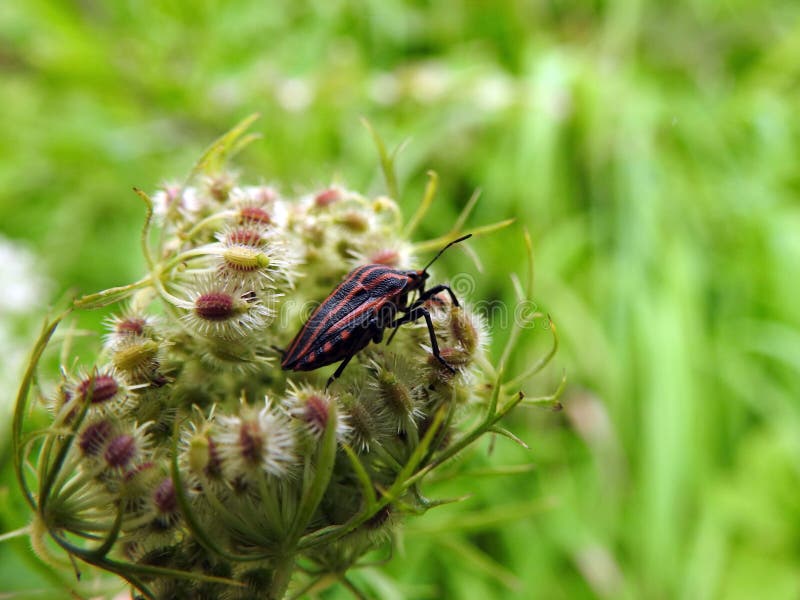 One Striped Bug on Plant, Lithuania Stock Image - Image of plant ...