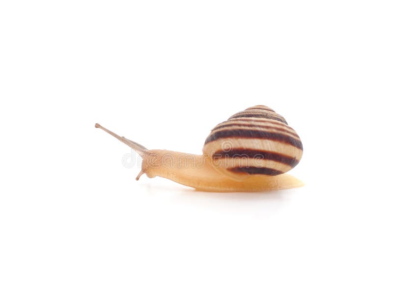 Snail without shell stock photo. Image of little, invertebrate - 167978402