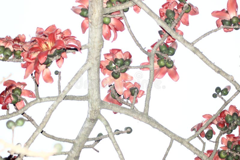 The Red Shimul Flower in this Spring. Stock Image - Image of travel ...