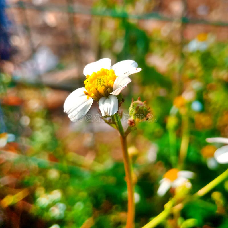 Rising Flower`s Petals From The Bud Close Up Stock Photo - Image of ...