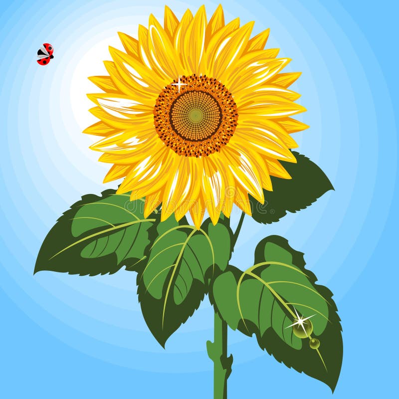 One Sunflower stock vector. Illustration of head, leaf - 20581071