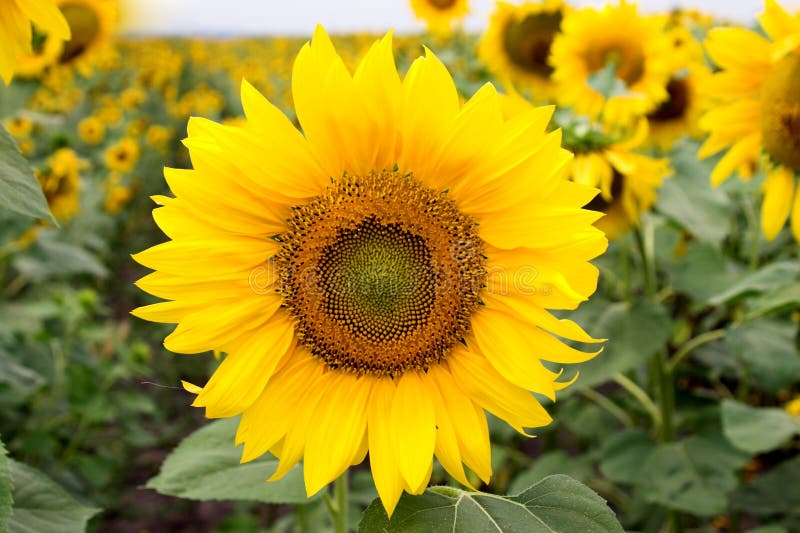 Sunflowers stock image. Image of vibrant, sunflowers, natural - 1081473