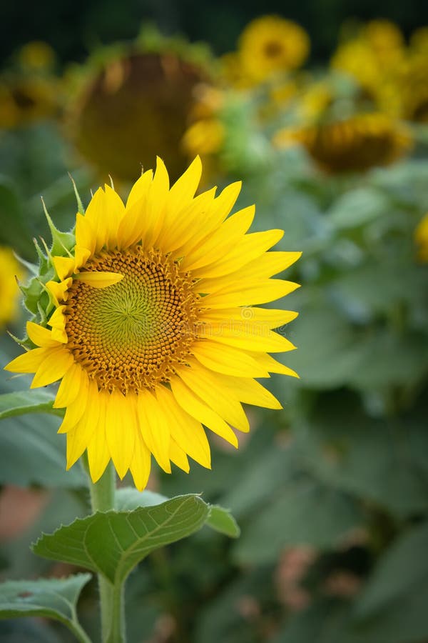 One sunflower and backdrop stock image. Image of farmland - 256483209