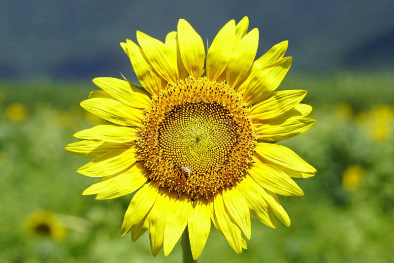 One sunflower closeup view stock image. Image of botany - 120822865