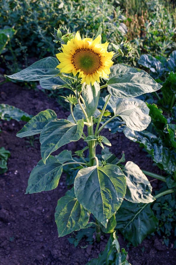 One sunflower stock photo. Image of bloom, photograph - 191139760