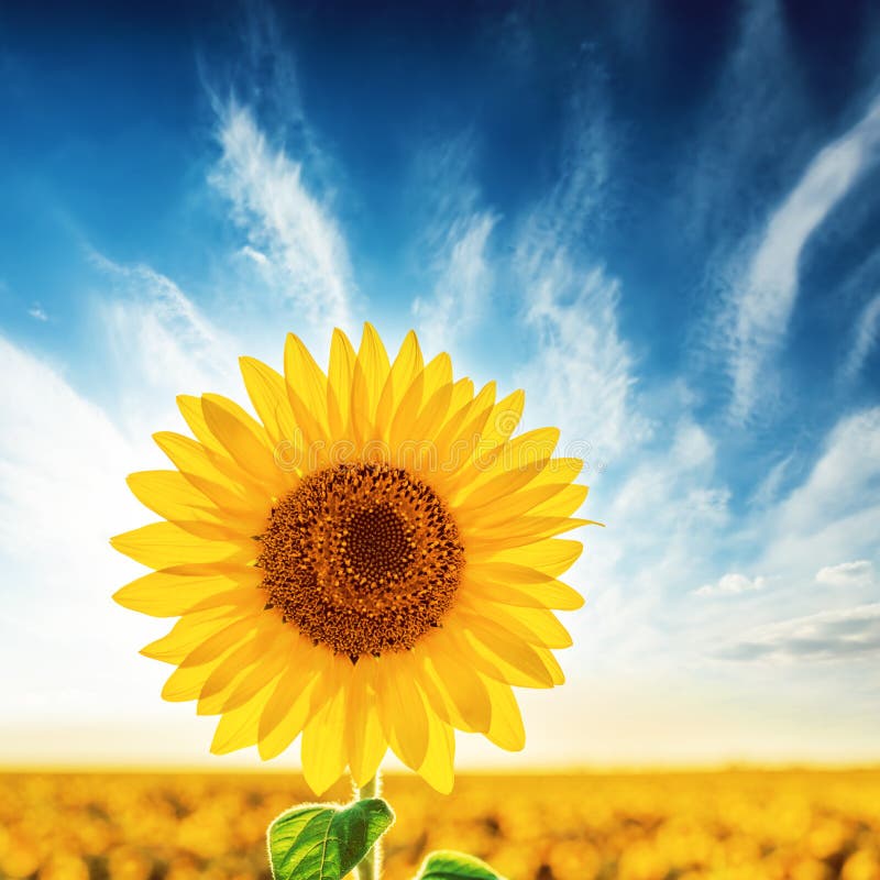 One Sunflower on Field in Sunset Time Stock Image - Image of beautiful ...
