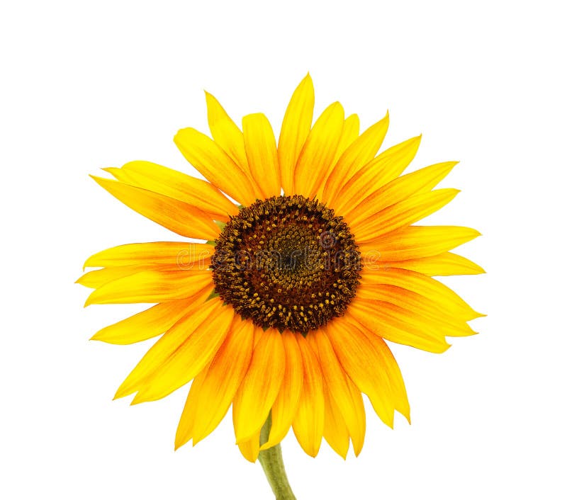 One sunflower flower stock photo. Image of fragility - 340375136