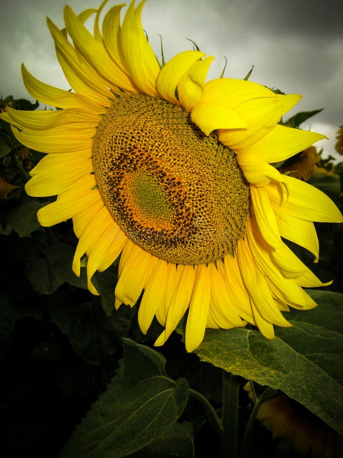 One Sunflower Flower Photographed at Close Range Stock Image - Image of ...