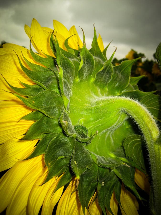 One Sunflower Flower Photographed at Close Range Stock Image - Image of ...