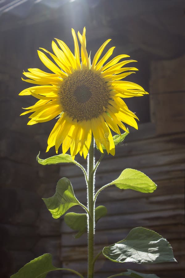 One Sunflower Flower in the Sun Stock Image - Image of sunflower, noon ...