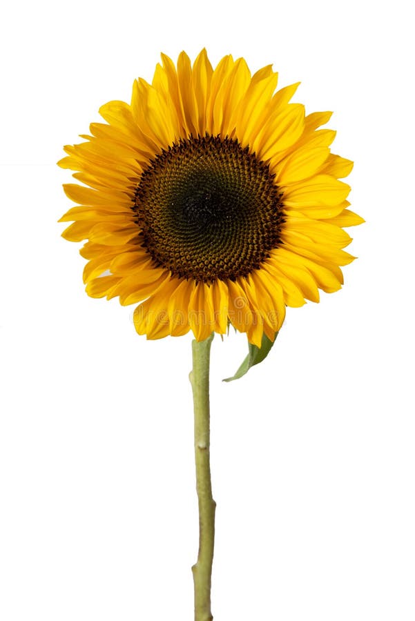 One Sunflower Isolated in White Stock Image - Image of blossoming ...