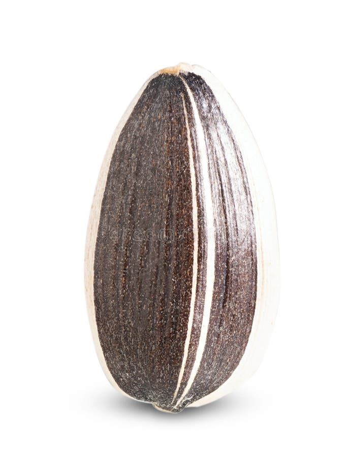 One Sunflower Seed Isolated on White Background Stock Photo - Image of ...