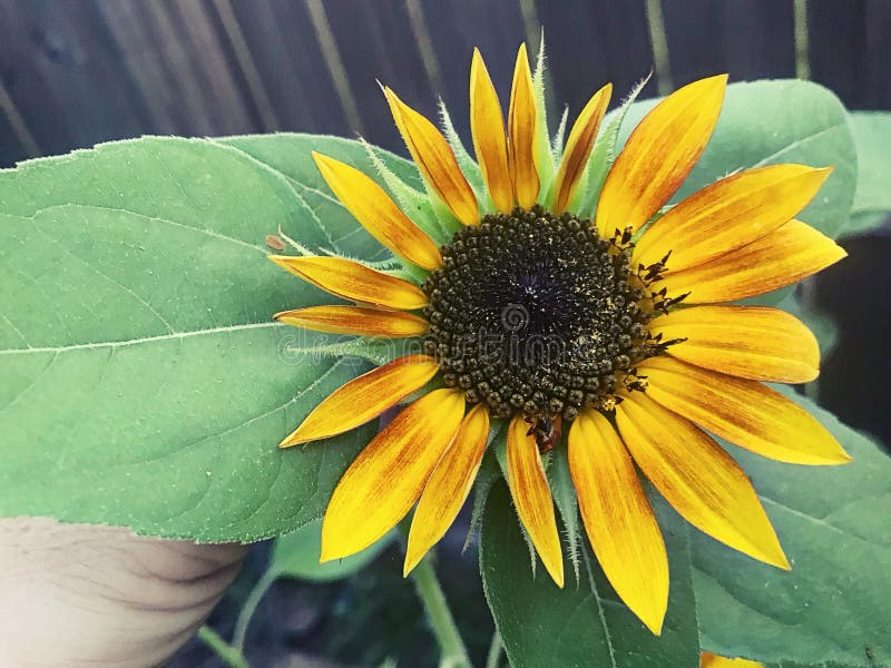 One sunflower stock image. Image of small, sunflower - 123321185