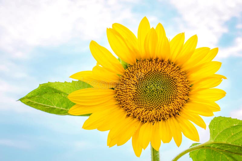 One sunflower stock photo. Image of blue, horizontal - 97954264