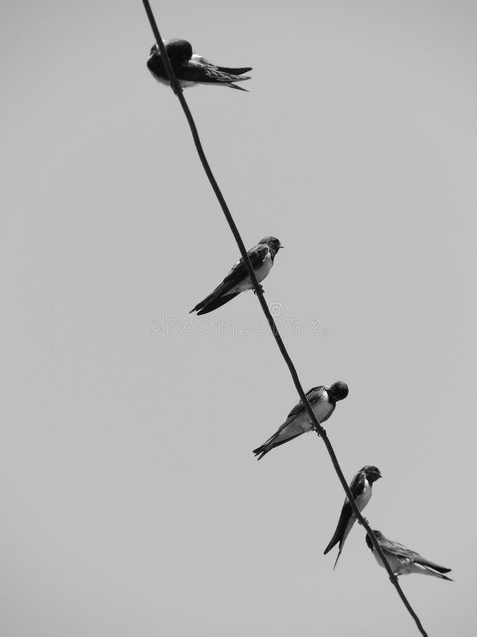 The Mountain Swallows the Convent Stock Image - Image of bida, portugal ...