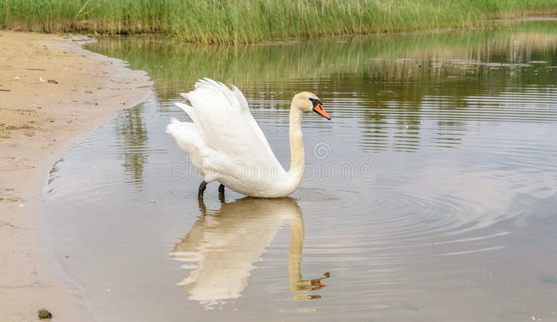 One Swan Bent Its Neck and Prepared To Swim Stock Image - Image of ...