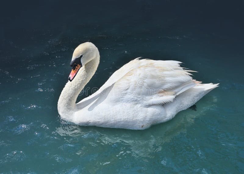 One swan in the lake water stock image. Image of love - 227180703