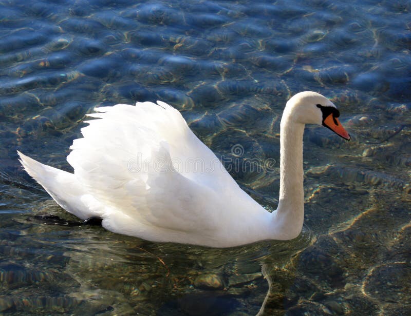 One swan profil stock photo. Image of reflection, land - 12697288