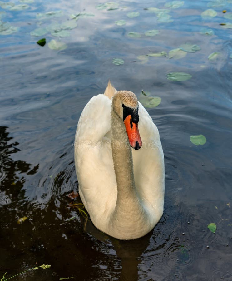 Swan on the water. stock image. Image of beautiful, feather - 27742545