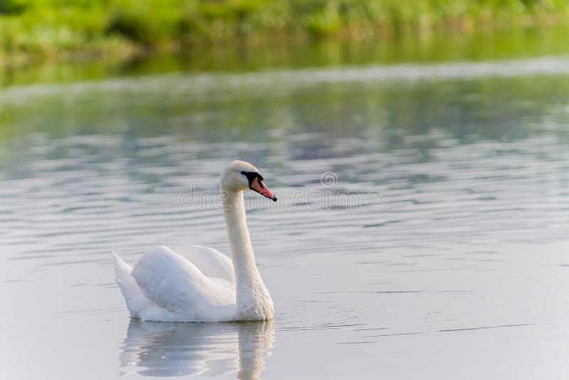One swan swimming stock photo. Image of creature, moisture - 27660438