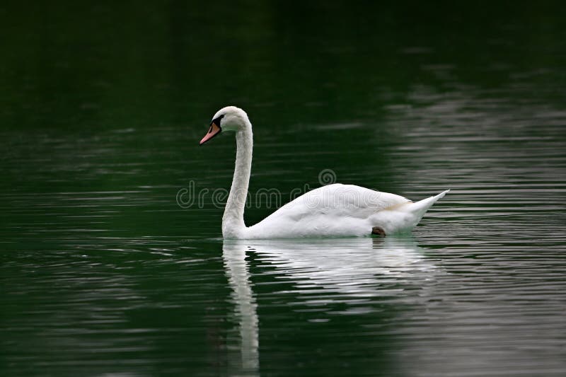 One swan swimming in lake stock photo. Image of white - 355685470
