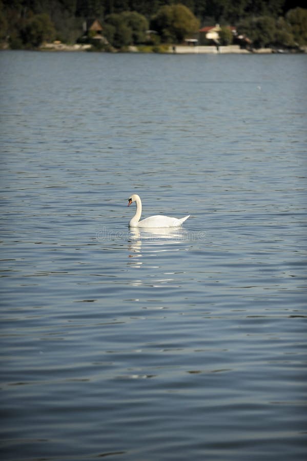 One Swans Water Reflection Background Stock Image - Image of calm ...
