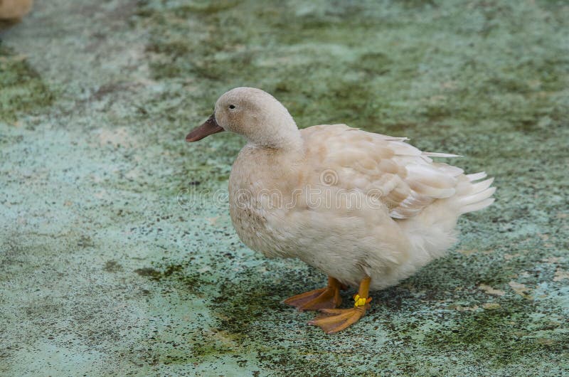 One Swedish Yellow Duck Alone Stock Image - Image of white, poultry ...