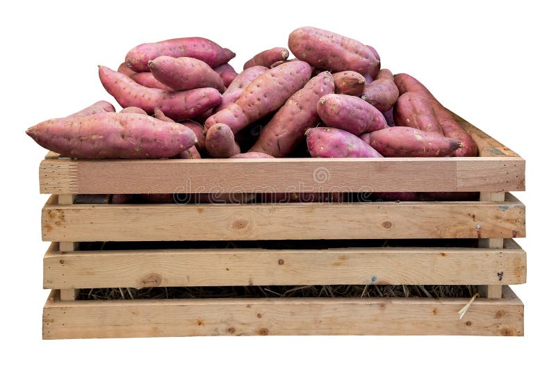 One sweet potato crate stock image. Image of uncooked - 70012689