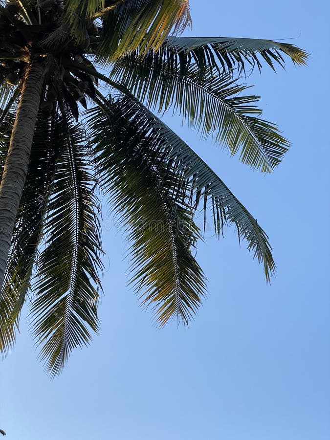 One Tall Coconut Tree with a Backdrop of a Clear Blue Sky. Stock Image ...