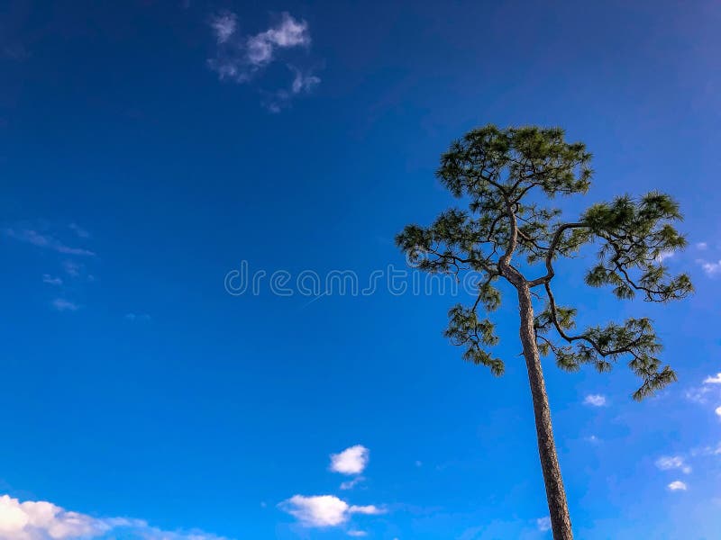 One tall pine tree stock image. Image of gulf, autumn - 109169689