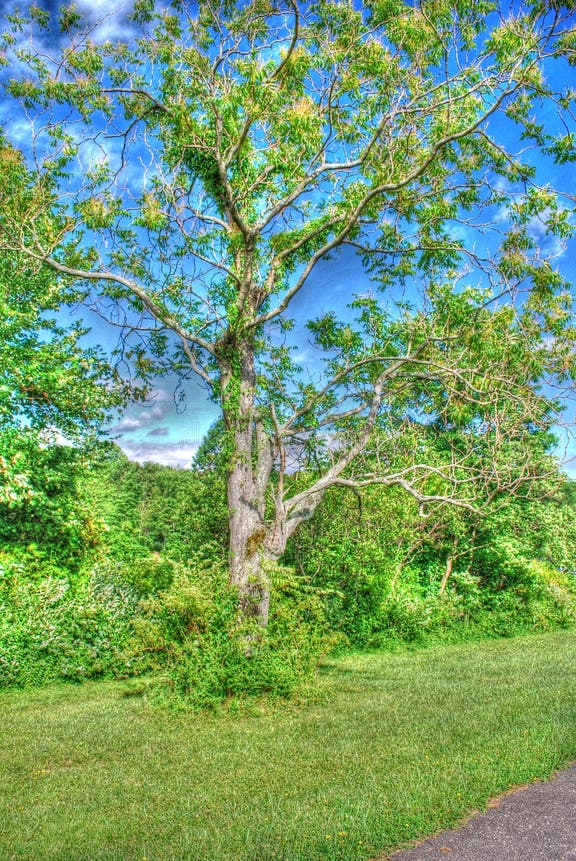 One tall tree stock photo. Image of branches, leaves - 36222560