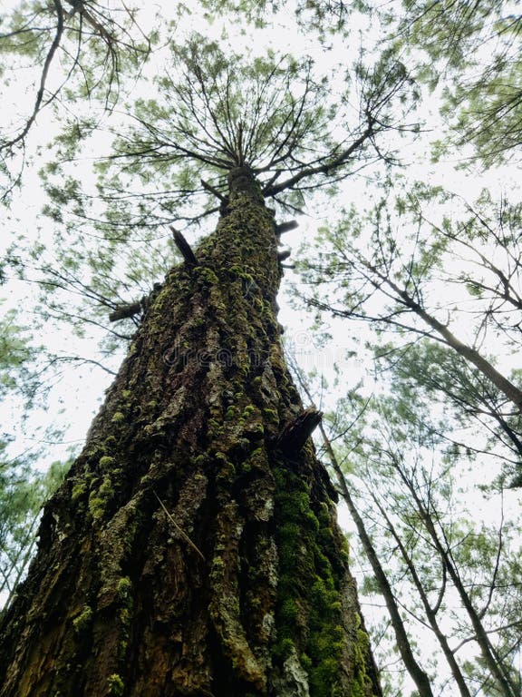 Up hight stock image. Image of pine, tree, hight, tallest - 263986937