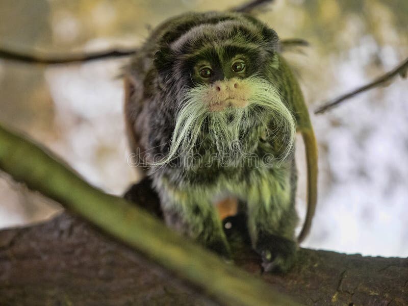 Tamarin Emperor, Saguinus Imperator Subgrisescens, Female with Young ...