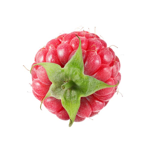 One Tasty Fresh Raspberry Isolated on White Stock Photo - Image of ...