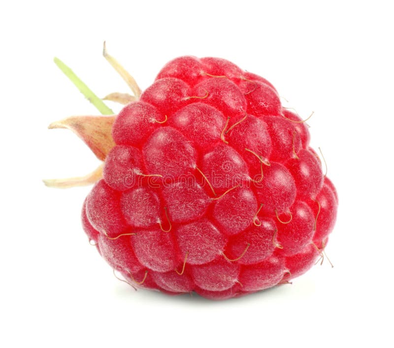 One Tasty Ripe Raspberry Isolated on White Stock Photo - Image of ...