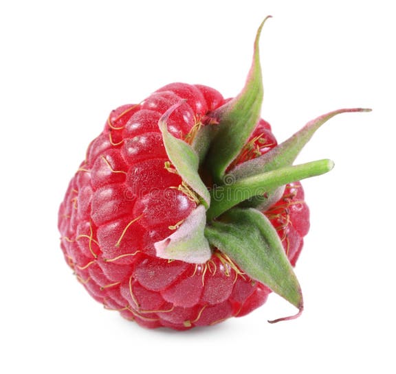 One Tasty Ripe Raspberry Isolated on White Stock Image - Image of ...