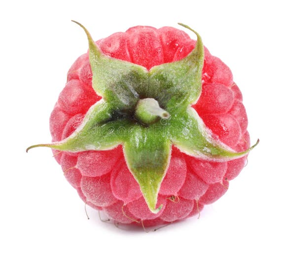One Tasty Ripe Raspberry Isolated on White Stock Photo - Image of ...