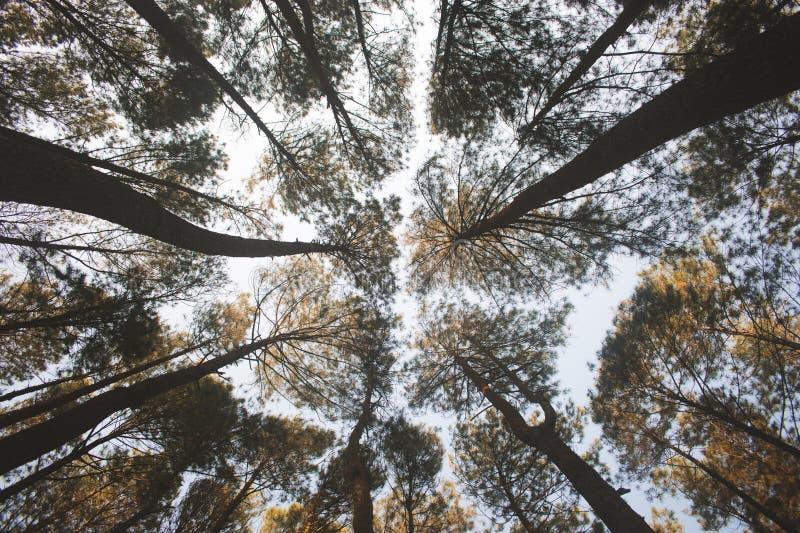Expanse of Trees that are Pleasant To Look at. Stock Image - Image of ...