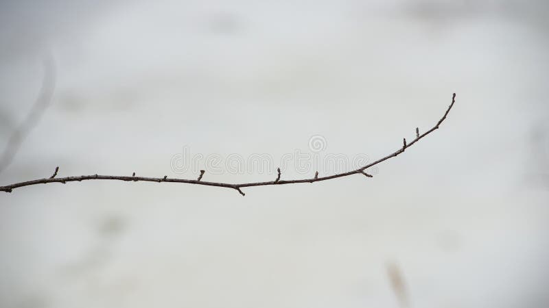 One. Thin Long Branch on a Light Gray Background Stock Image - Image of ...