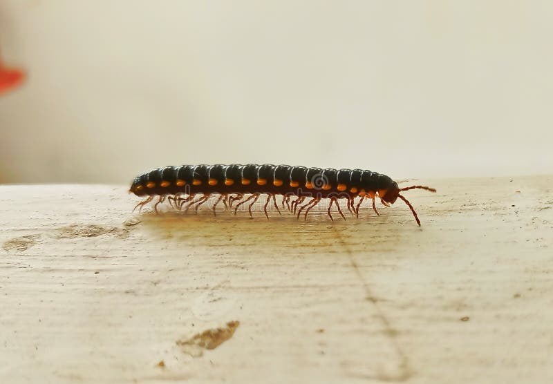 One of the Thousand-legged Animals, a Type of Centipede Stock Photo ...